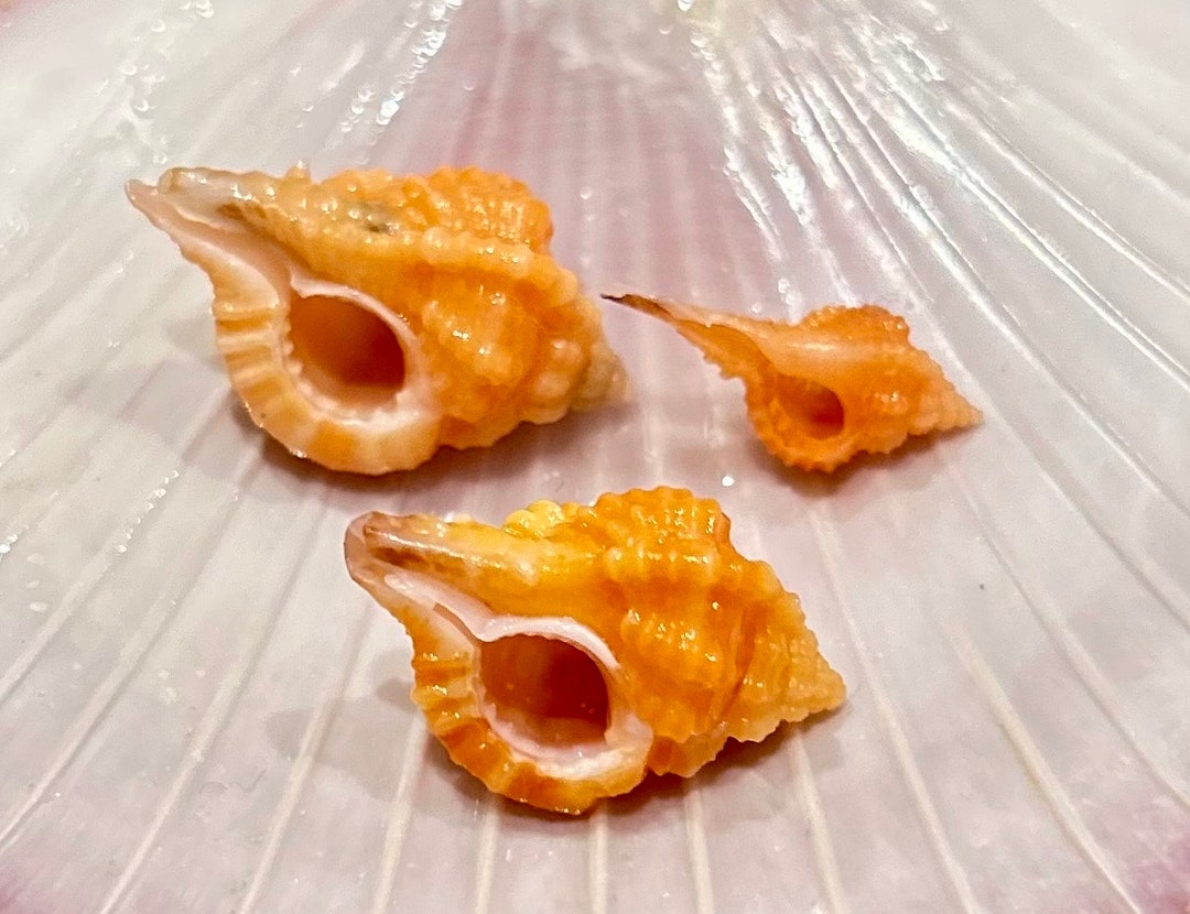 3 Rare ROSE MUREXES Florida Seashells Collected on Kice Island 140 - Etsy
