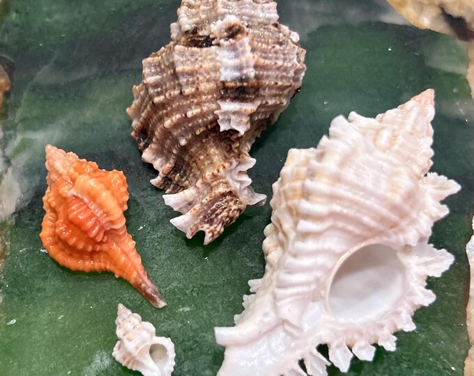 RARE* MUREX Quartet PITTED Murex/ Rose Murex/ Apple/ Lace Murex Florida ...