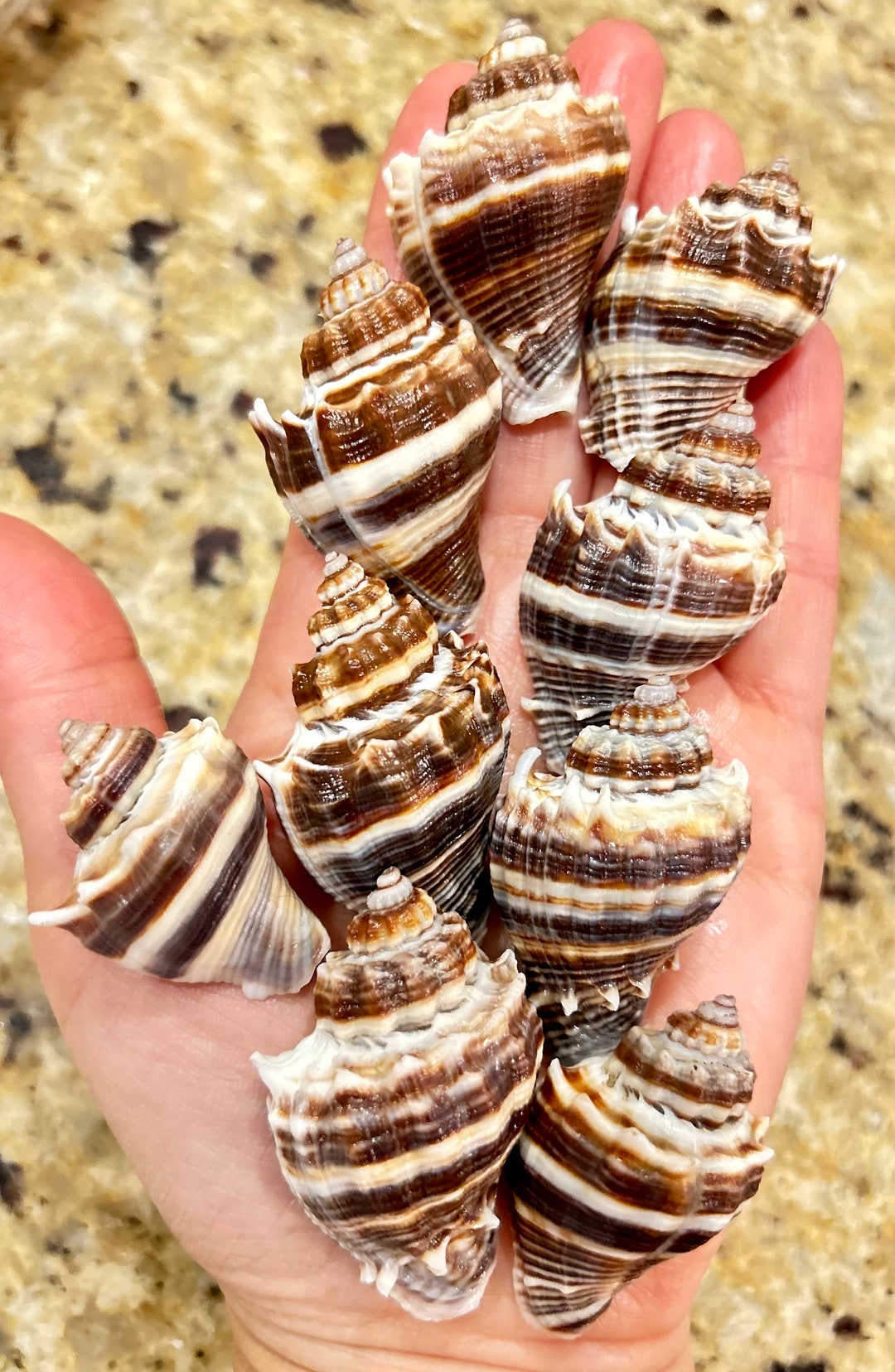 9 Juvenile KING CROWN CONCHS Florida Seashells Collected on East Coast ...