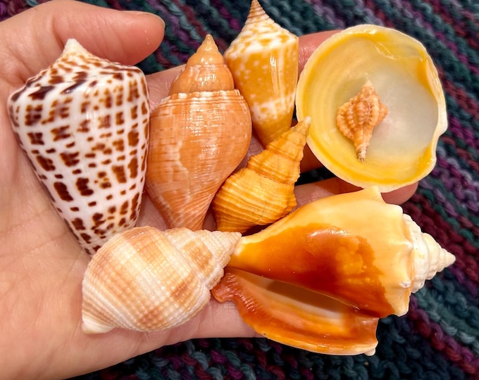 Florida Seashell Collection Fine Specimens Fall Color Self Collected ...