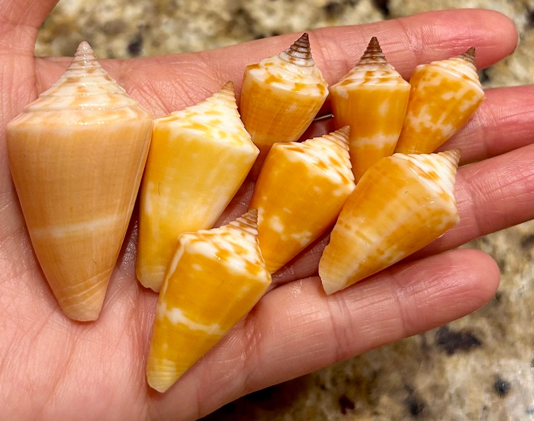 8 FLORIDA CONES 1 Whopper 46mm Florida Seashells Collectible Collected ...