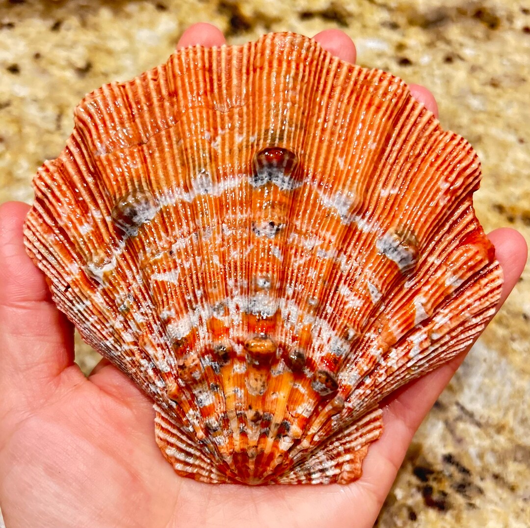 RARE LIONS PAW hugeflorida East Coast Seashells Collected in Palm Beach ...