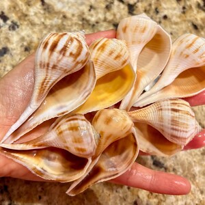 7 Gorgeous Dark Chocolate/light Yellow PEAR WHELKS 60mm-80.5mm Florida ...