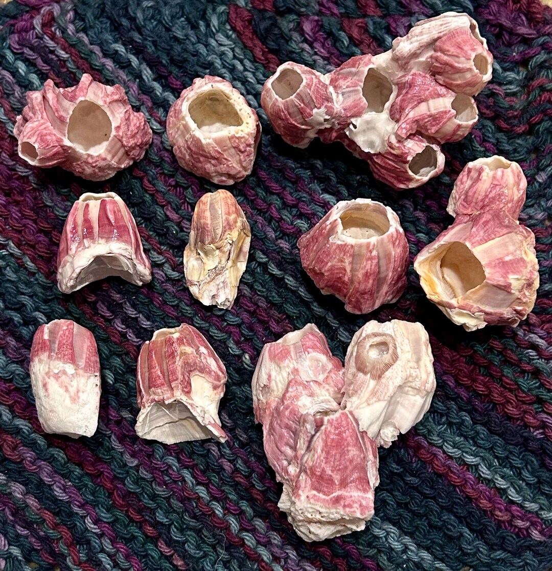 10 Pieces/ Clusters Pink/ Purple Titan BARNACLES Florida Shells ...