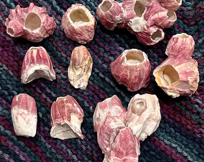 6 Pieces/ Clusters Pink/ Purple Titan BARNACLES Florida Shells Aquarium ...