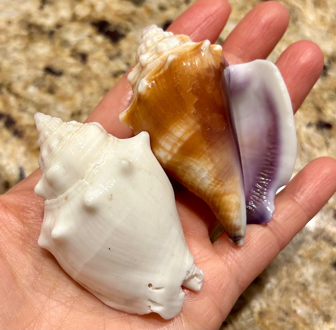 Rare ALBINO Florida Fighting Conch and Purple Lip Fighting Conch ...