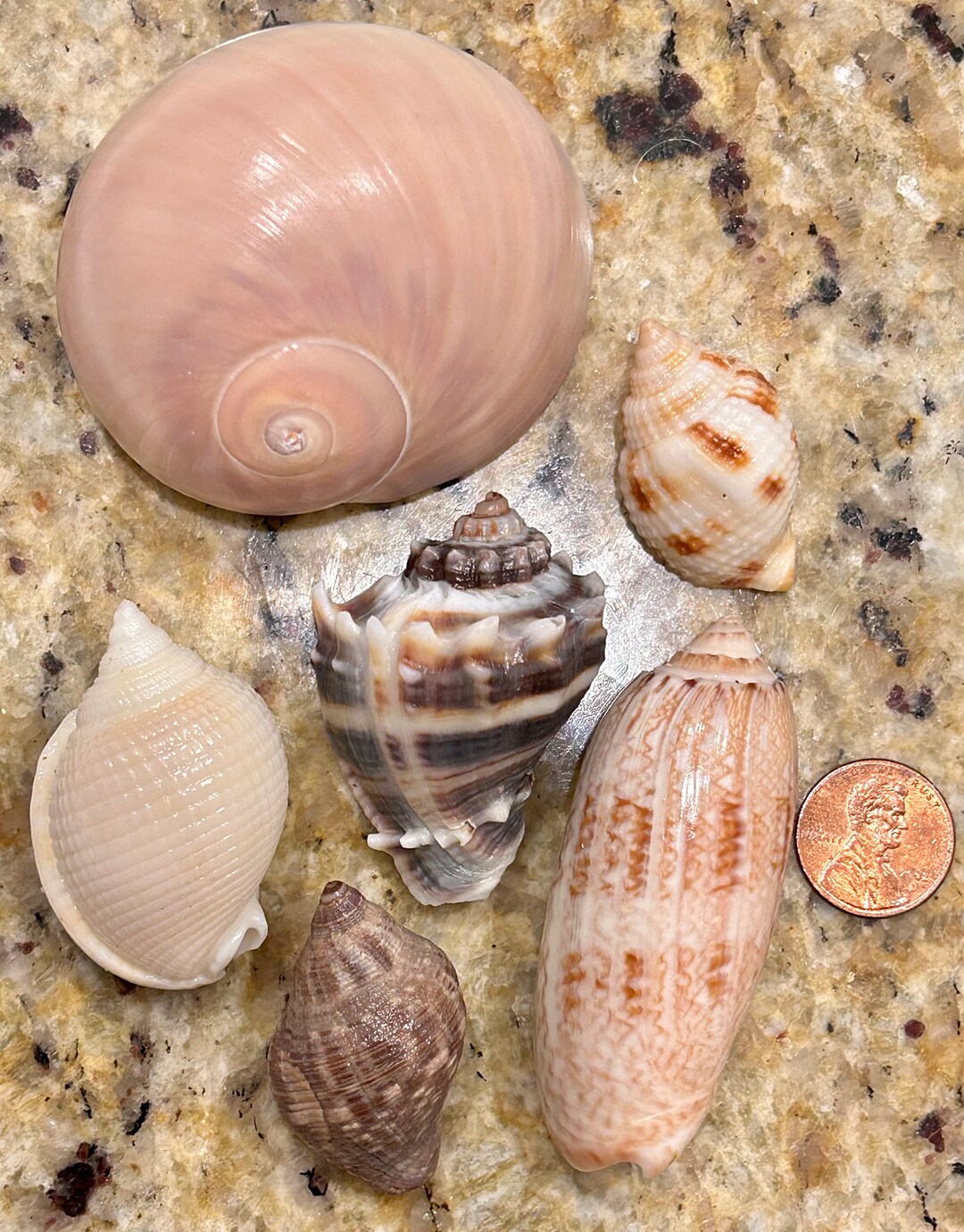 6 Florida East Coast Gastropod Collection Scotch Bonnet, Shark Eye ...