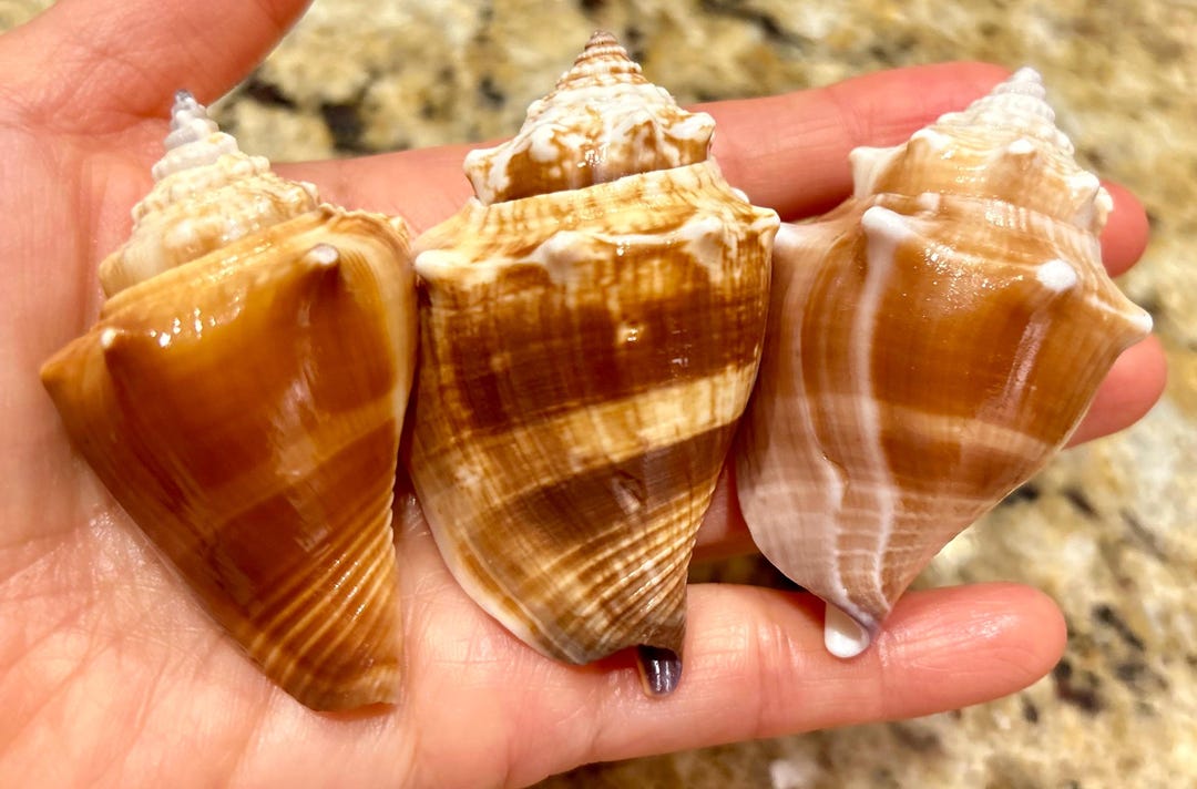 Rare* Banded/ Brown/ Caramel Florida Fighting Conch Florida Seashells ...