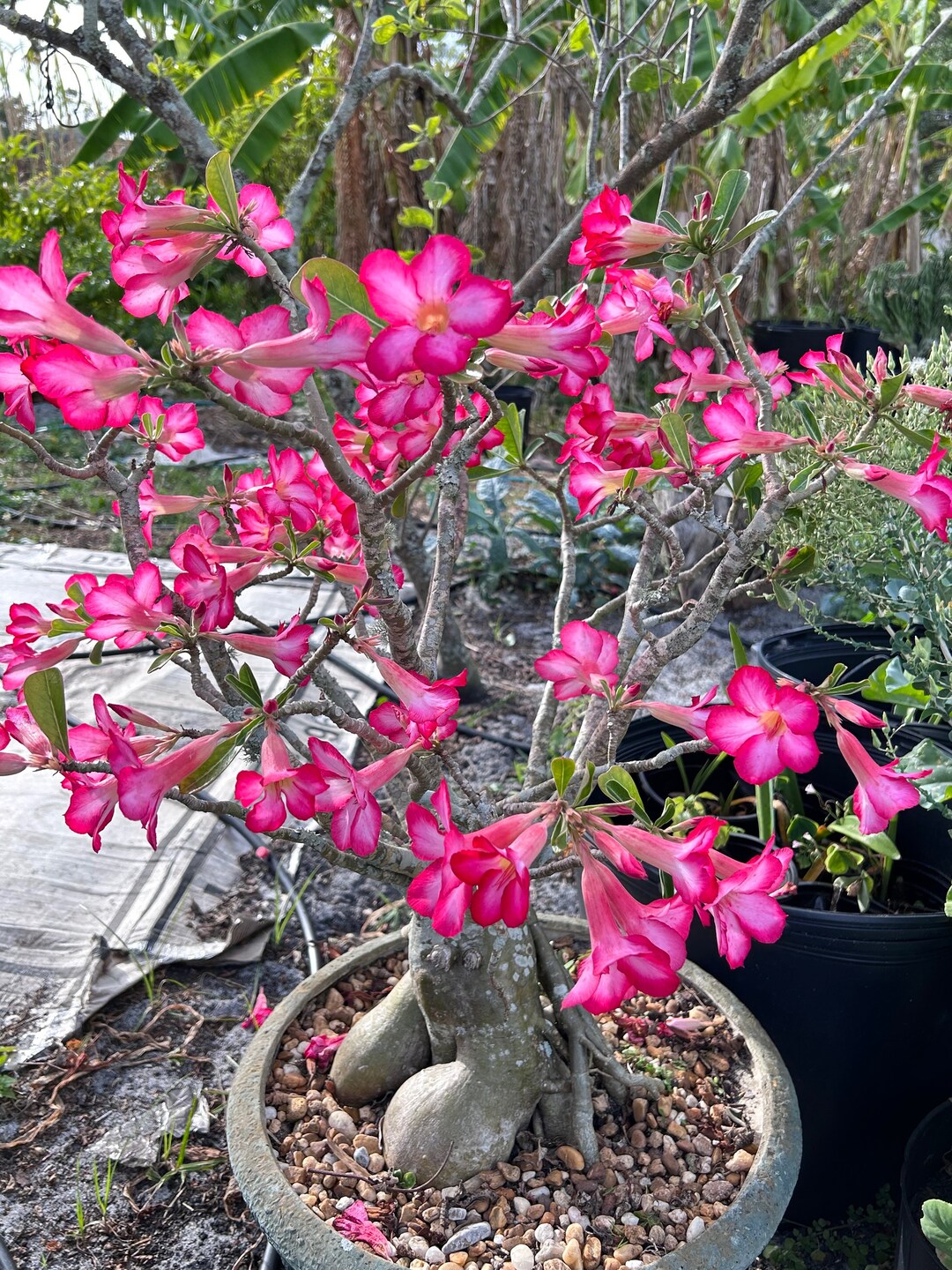 DESERT ROSE ,adenium Obesum scientific Name, 10 to 14 Tall, Healthy 1-2 ...