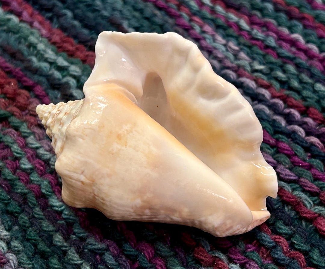 Gorgeous Hawk Wing Conch 72mm in Length Florida Seashells Marathon Key ...