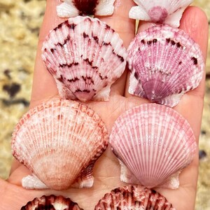 8 Gorgeous PURPLE/LAVENDER Calico SCALLOPS Florida Seashells Handpicked ...