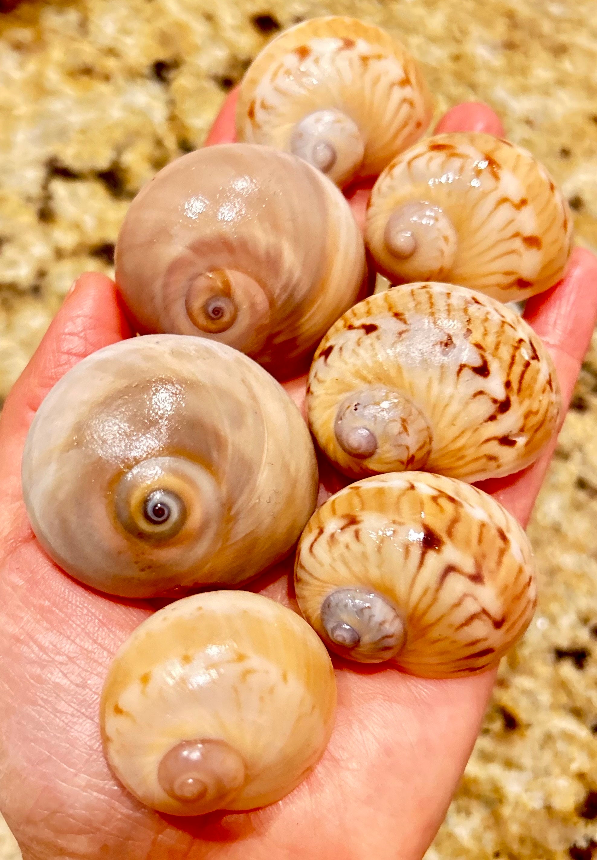 7 MOON SNAILS Large 33.5mm to 45mm in Length (large Gaudy Natica, Shark ...