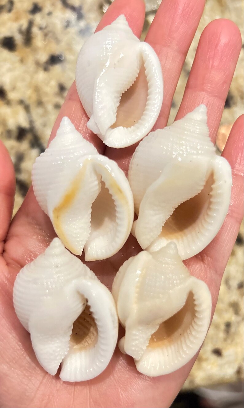 5 Gorgeous SCOTCH BONNET Florida Seashells East Coast 39 - Etsy