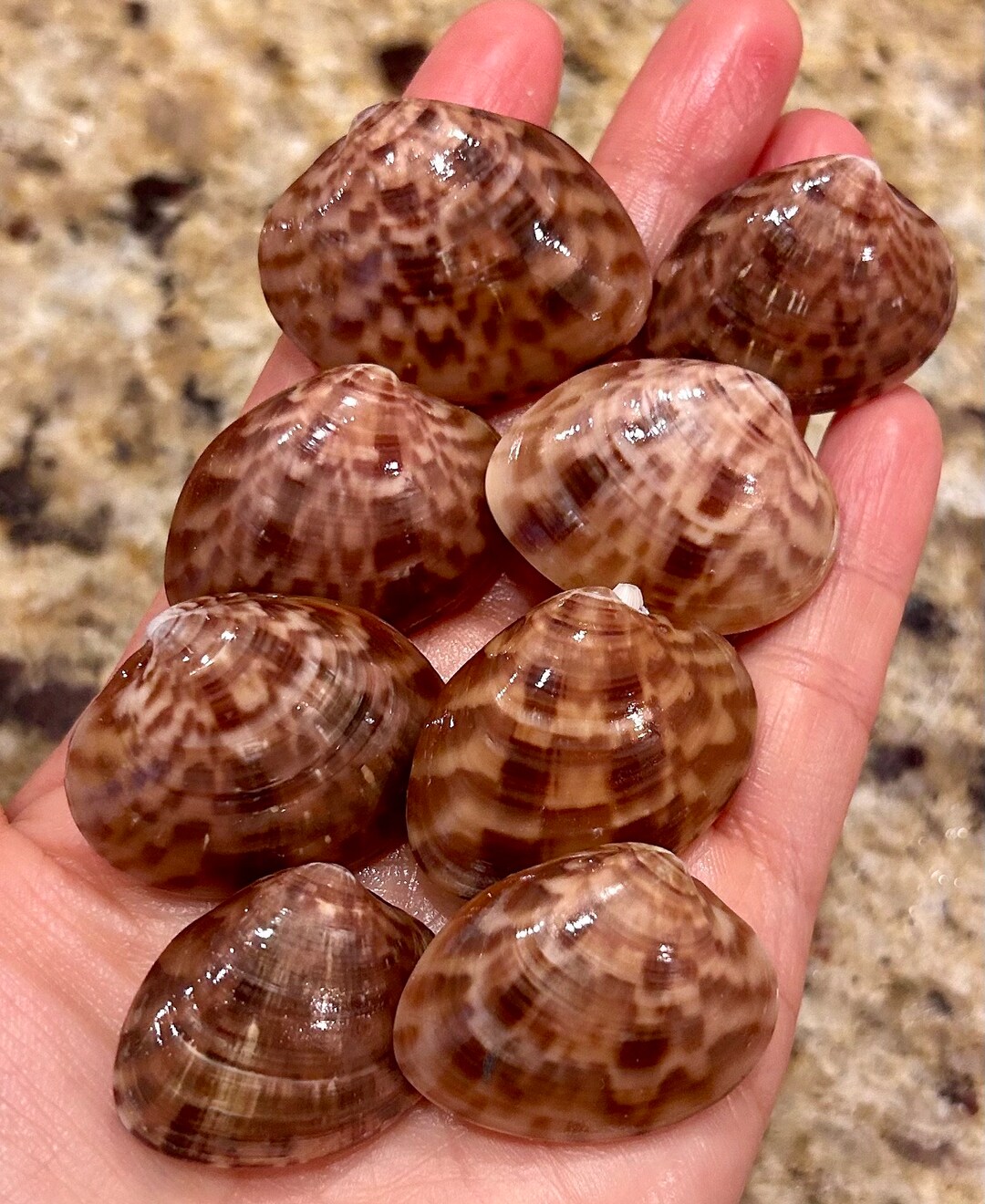 8 Hinged Dark Chocolate CALICO CLAMS Florida Seashells Handpicked on ...