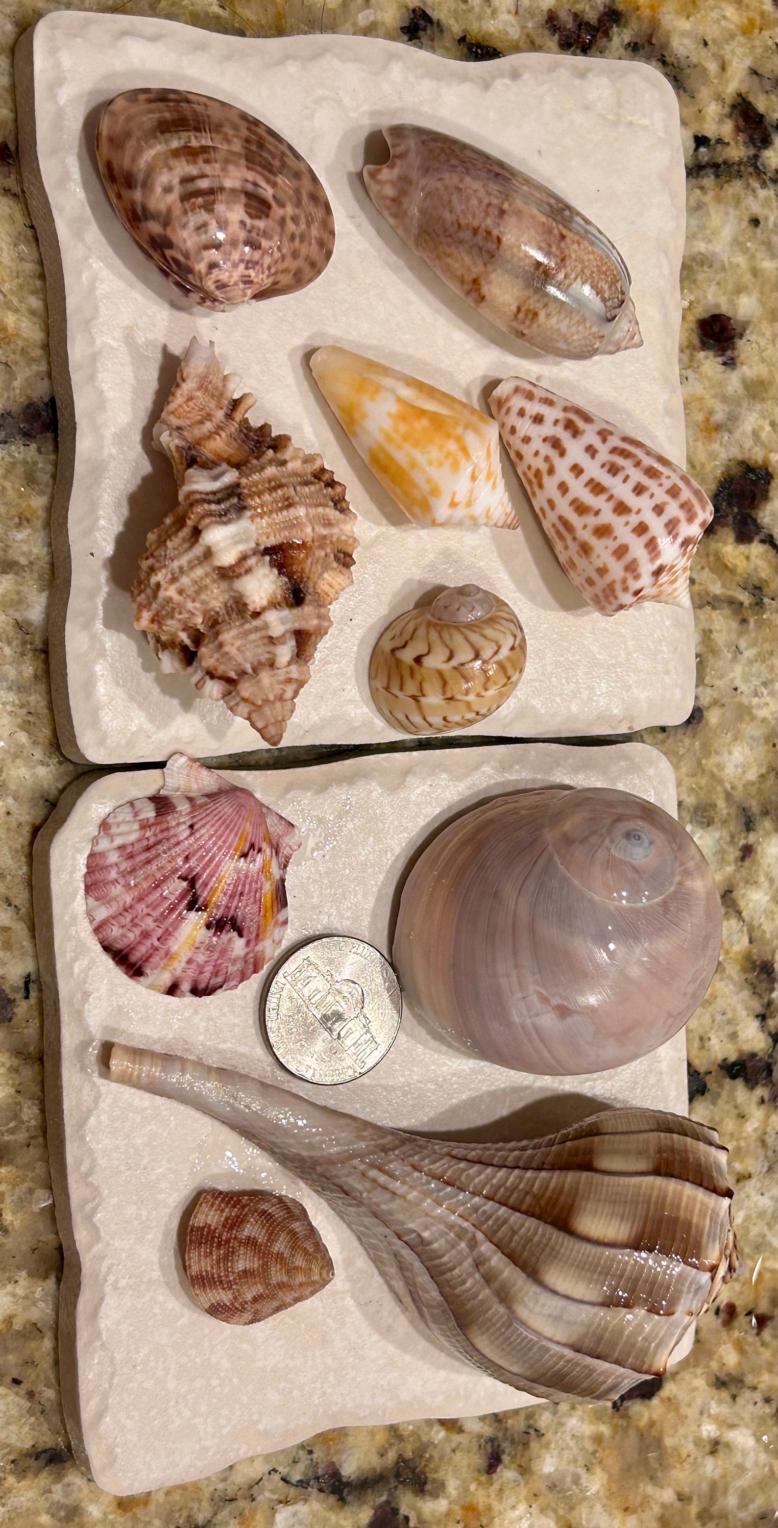 Great Value 10 Florida Seashells Mini Collection Alphabet Cone, Lace ...