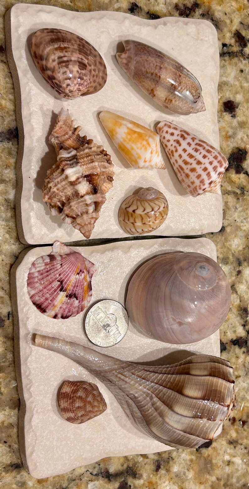 Great Value 10 Florida Seashells Mini Collection Alphabet Cone, Lace ...