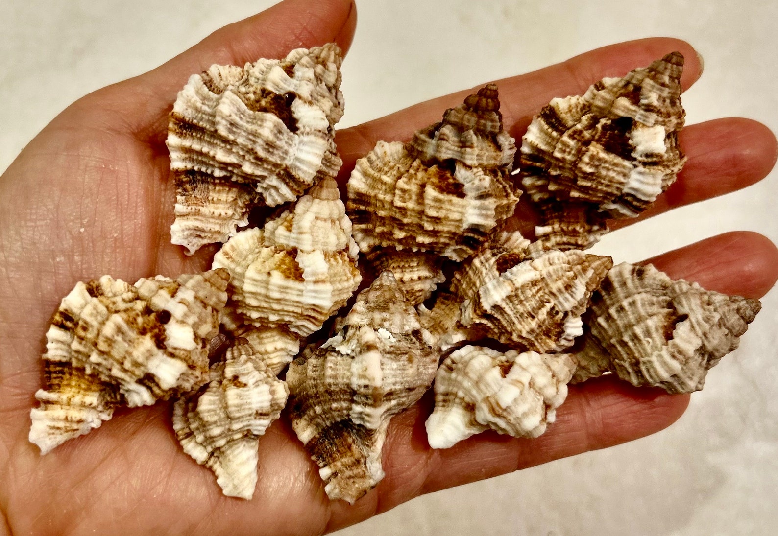 Set of 20 APPLE MUREX Florida Seashells 26-56mm Great for Shell ...