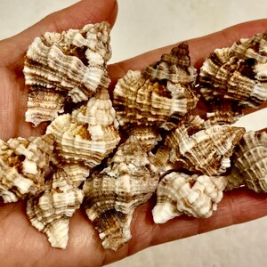 Set of 20 APPLE MUREX Florida Seashells 26-56mm Great for Shell ...