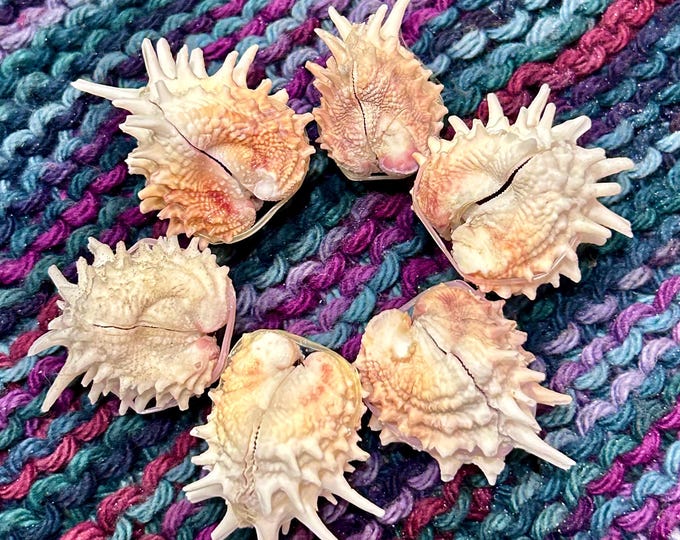 6 Heart Shaped Hinged/pair SUPER Spiny JEWEL BOXES Florida Seashells ...