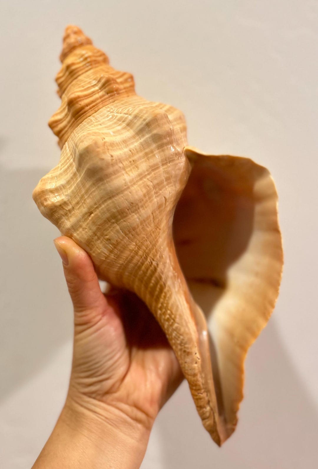 HORSE CONCH LARGE 10 1/2 Inches Beautiful Earthy Orange Color Florida ...
