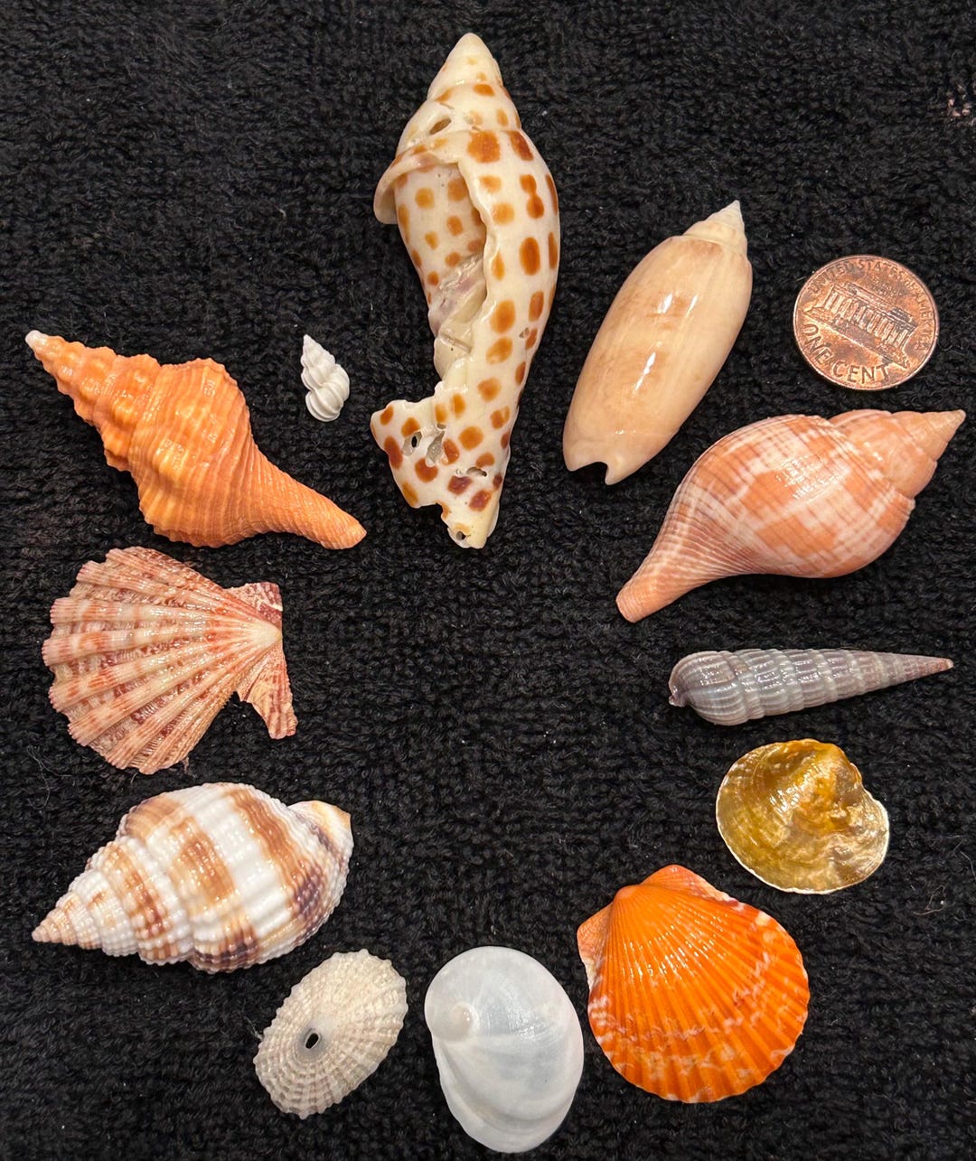 RARE* BIRTHSHELL* 12 Shells for 12 Months Florida Seashell Self ...