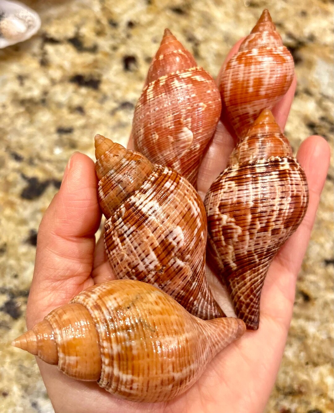 5 RARE* TRUE TULIPS Florida Seashells Bright Fall Colors Seashells ...