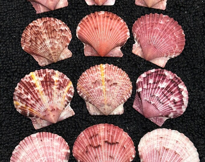 Reserved for Janene* 12 Calico SCALLOPS Florida Seashells Jewelry ...