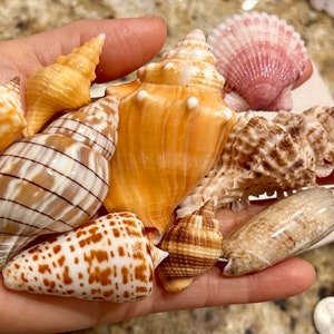 Great Value 10 Florida Seashells Mini Collection Alphabet Cone, Lace ...