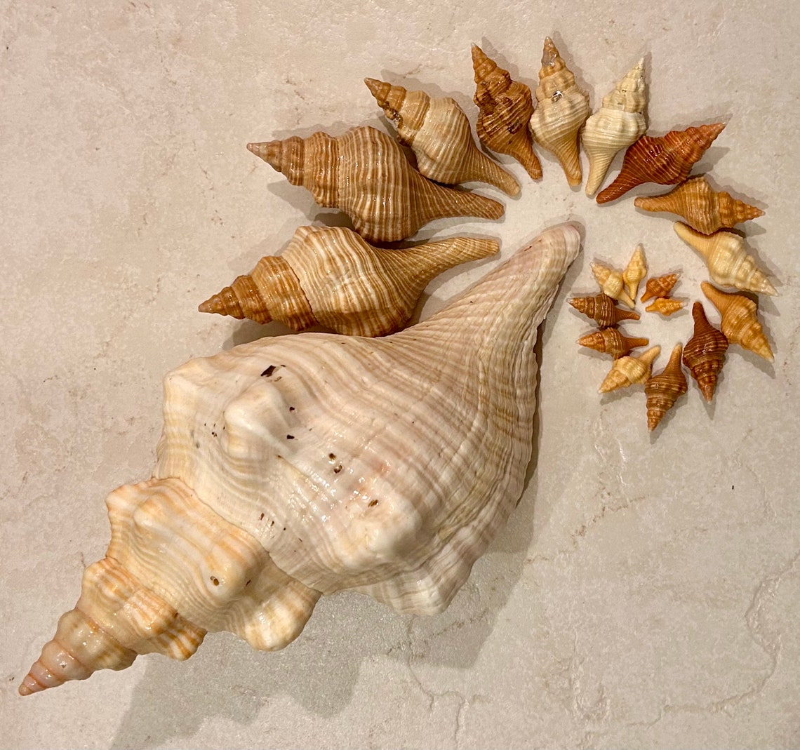 Set of 20 Great Collection of HORSE CONCH Family 20.5mm-282mm in Length ...