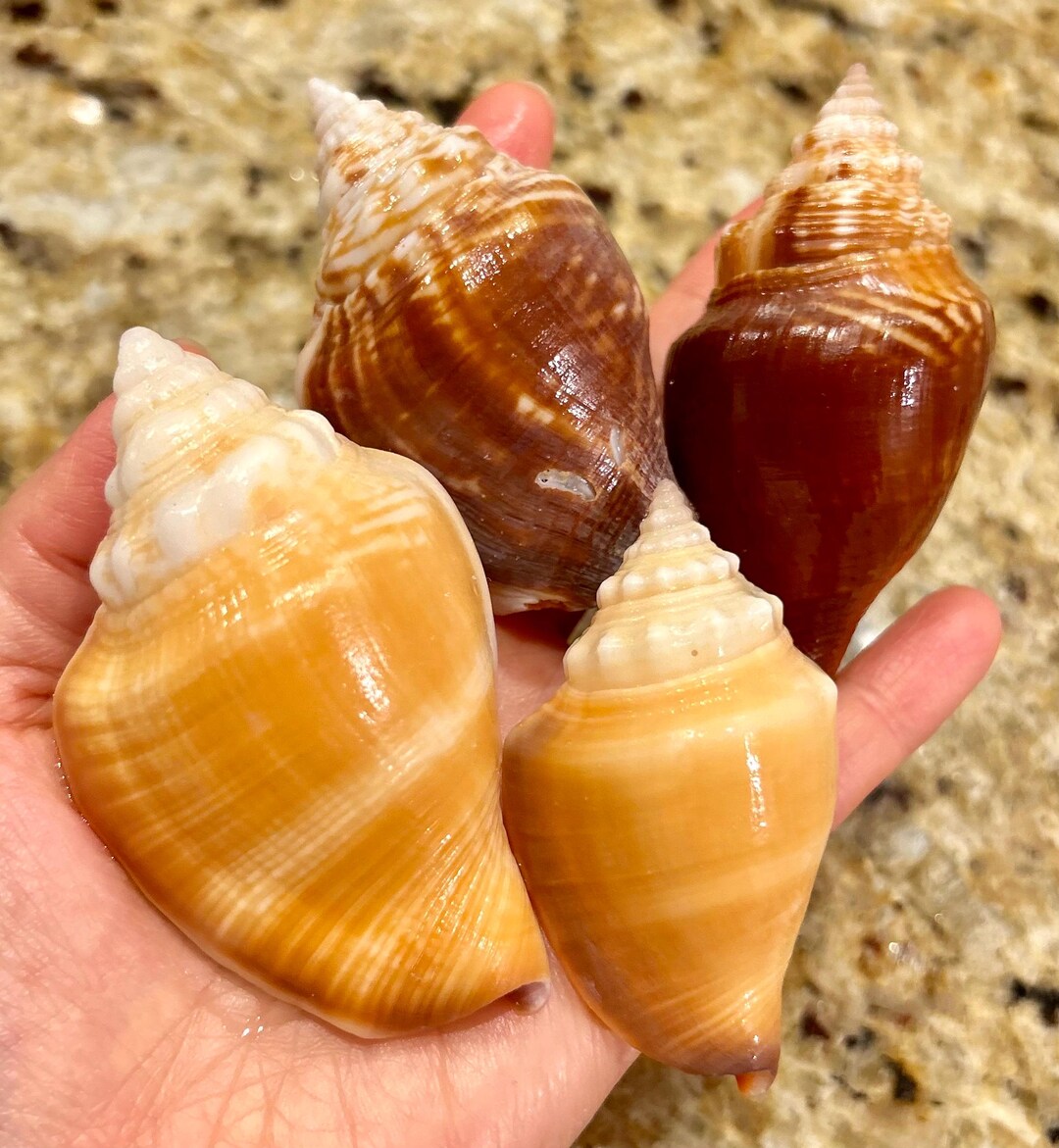 4 UNCOMMON KNOBLESS Florida Fighting Conchs(west Indian Fighting Conch ...