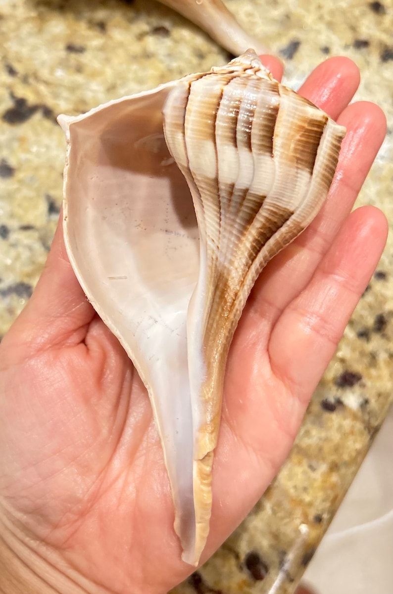 5 to 5 1/8 in Length LIGHTNING WHELK Florida 10K Island Seashells ...