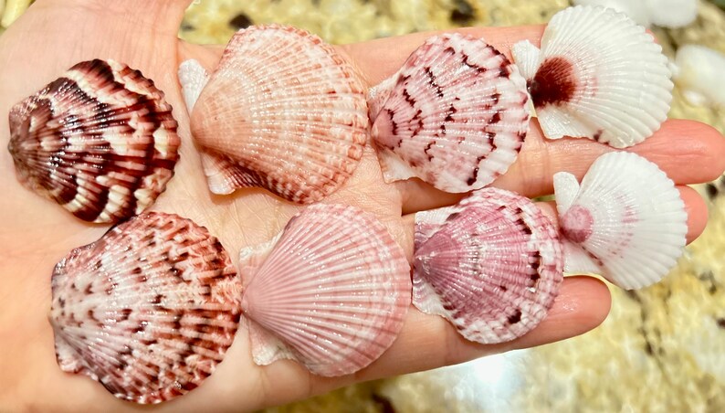 8 Gorgeous PURPLE/LAVENDER Calico SCALLOPS Florida Seashells Handpicked ...