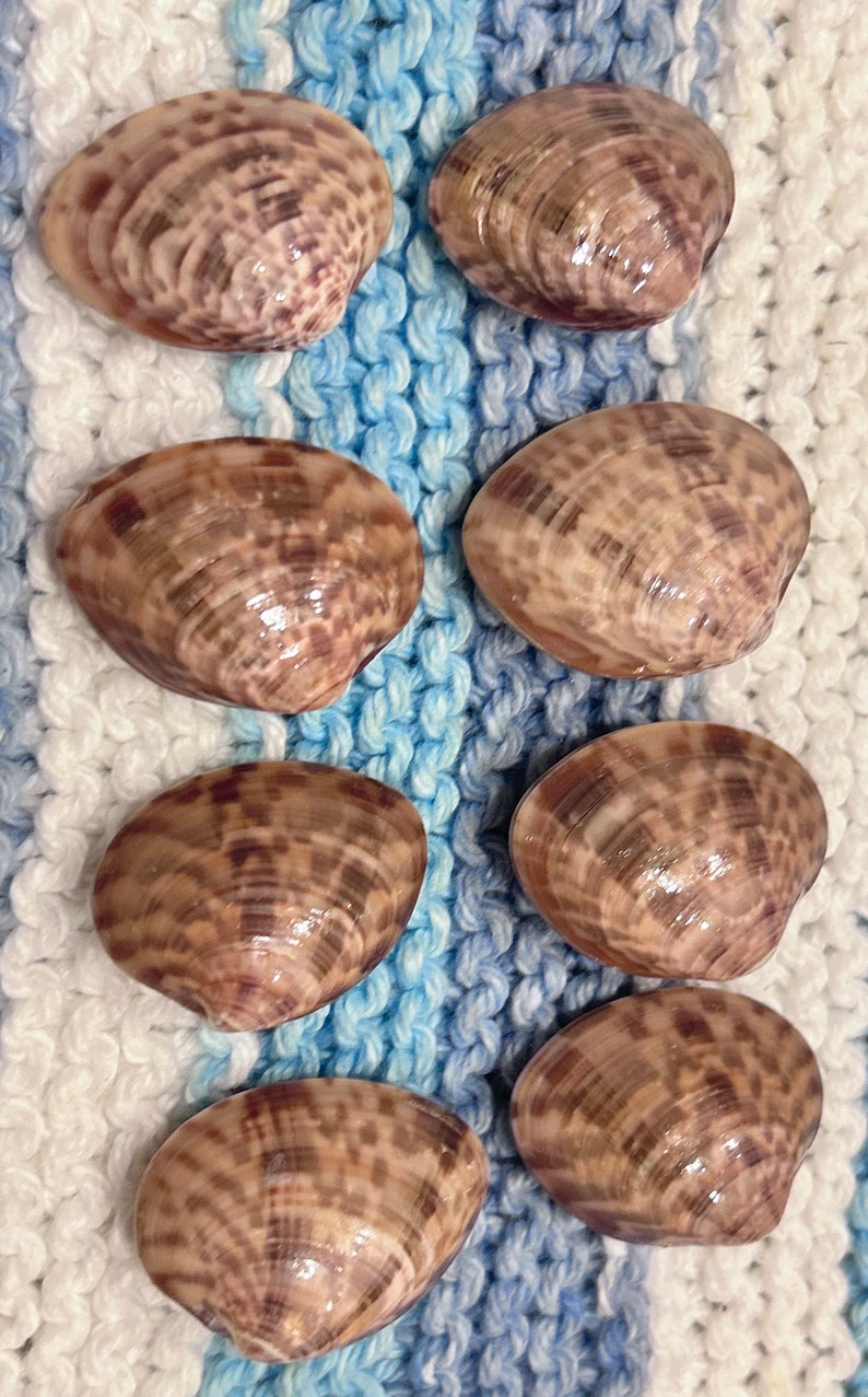 8 Hinged CALICO CLAMS Florida Seashells Handpicked on 10K Island 142 - Etsy