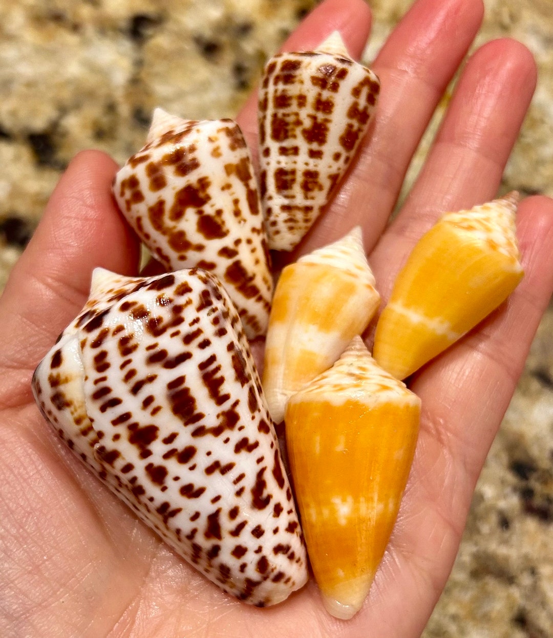 6 Gorgeous Florida CONE SHELLS Alphabet Cone, Florida Cone 34-54mm in ...