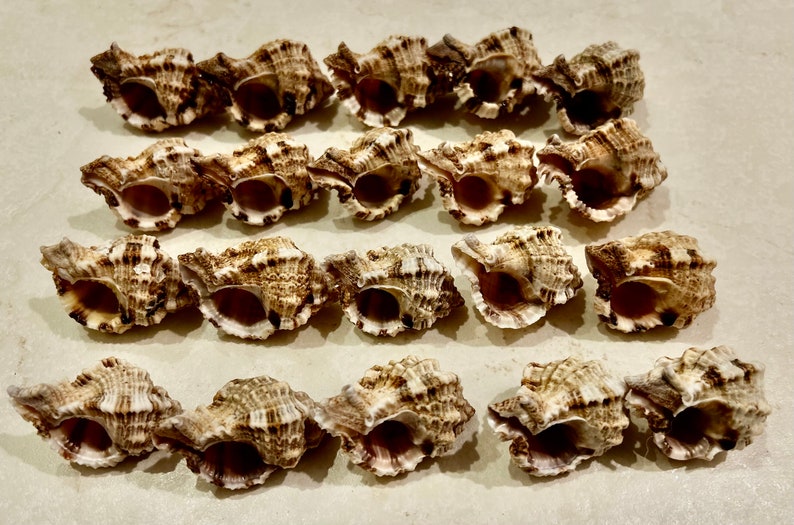 Set of 20 APPLE MUREX Florida Seashells 47mm-56mm Great Shell Crafting ...