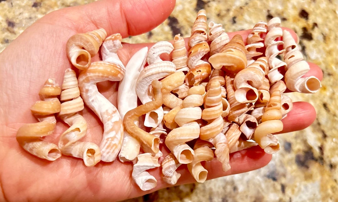 Set of 30 WORM SHELLS Florida Seashells Handpicked on Marco/ - Etsy