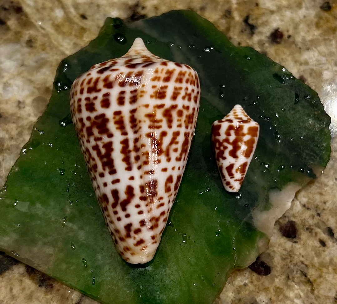 2 RARE* Size Dark Chocolate ALPHABET CONES 62.2mm and 24mm Florida ...