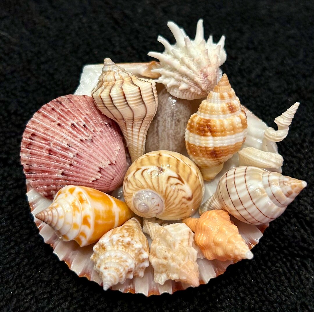 Cuteness!!! 13 FLORIDA SEASHELL DISPLAY Beach Decor/shell Gift/ Shell ...