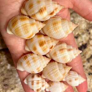 Set of 10 Gorgeous LIGHT NUTMEGS Florida Seashells Handpicked on 10K ...