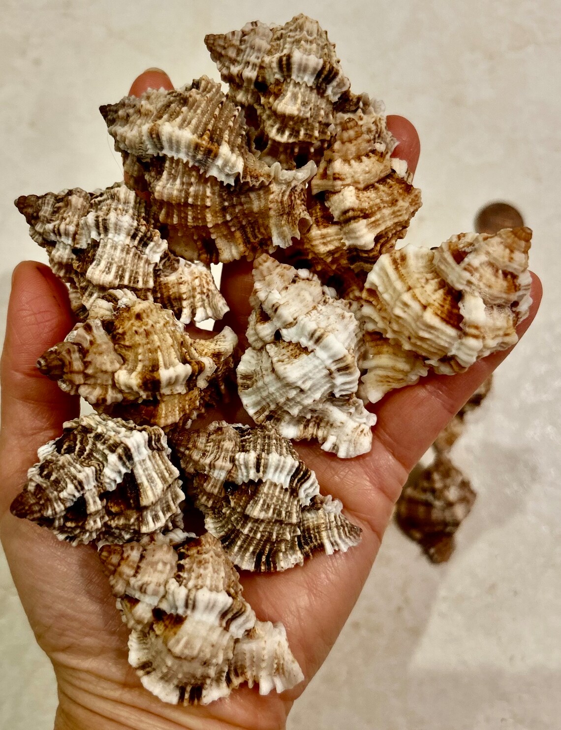 Set of 20 APPLE MUREX Florida Seashells 26-56mm Great for Shell ...