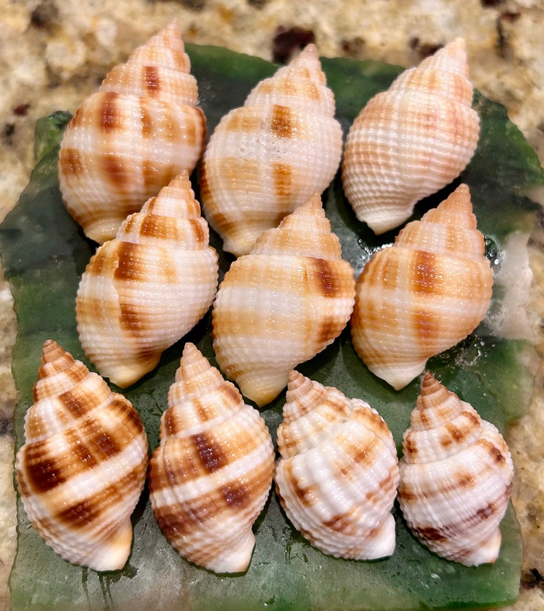 Set of 10 Gorgeous NUTMEGS Florida Seashells Handpicked on 10K Island N ...
