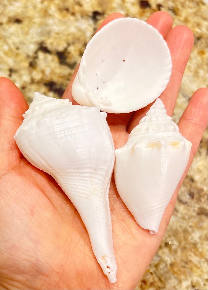 RARE* ALBINO/ ALBINISM Juvenile Florida Fighting Conch, Lightning Whelk ...