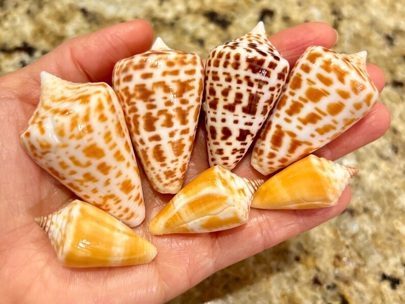 7 Gorgeous Florida CONE SHELLS Alphabet Cone, Florida Cone Multi ...