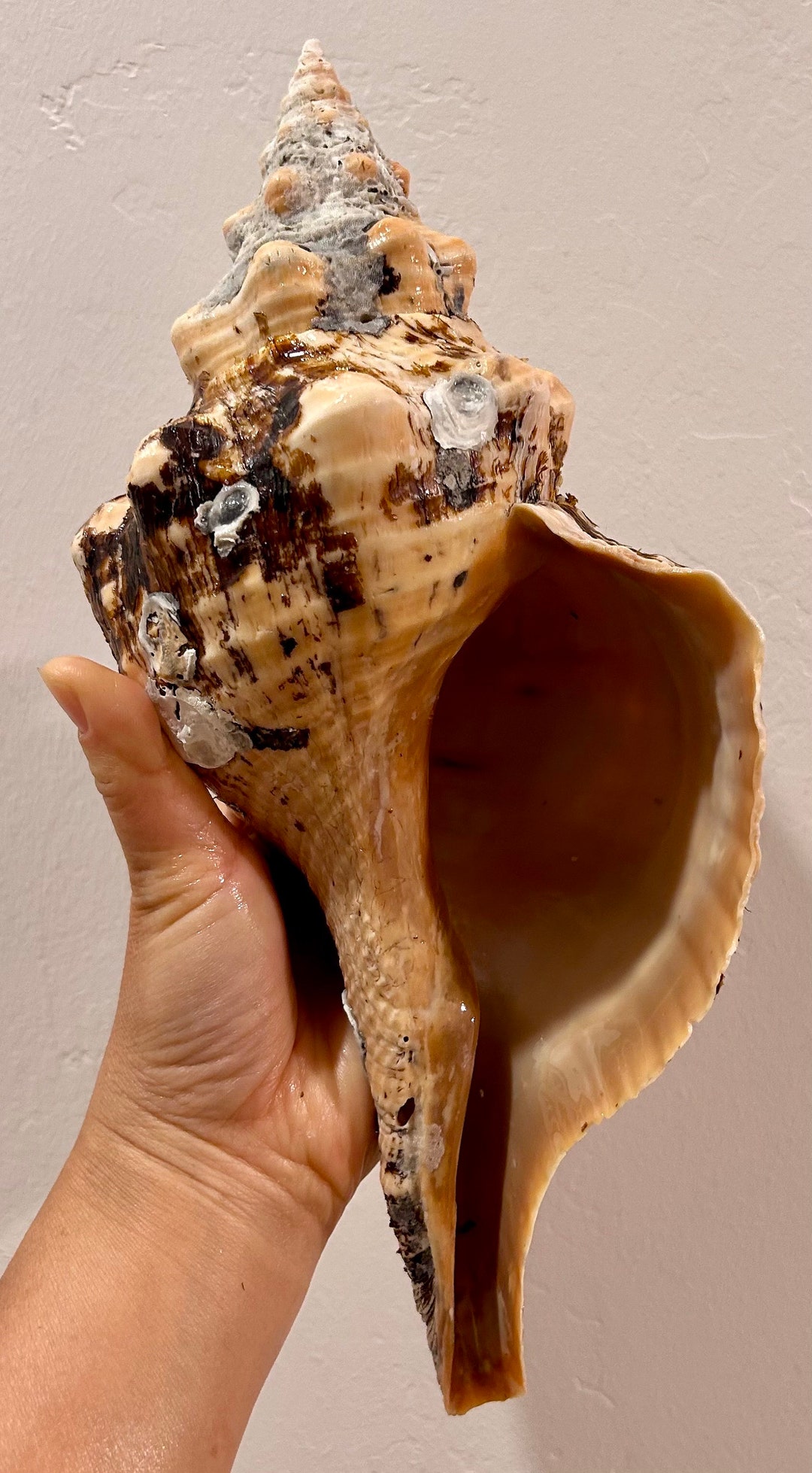 HORSE CONCH LARGE and Heavy 11 Florida State Shell Collected on ...