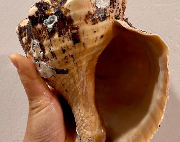 HORSE CONCH LARGE and Heavy 11” Florida State Shell Collected on ...