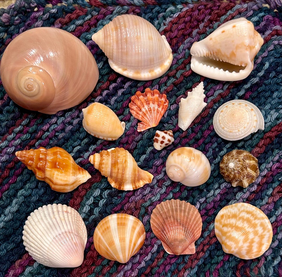 RARE* Must Have* Set Florida EAST COAST Seashells Lion’s Paw ...