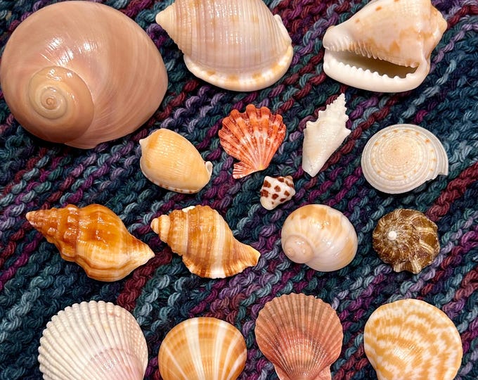 RARE* Must Have* Set Florida EAST COAST Seashells Lion’s Paw ...