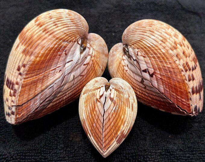 3 GIANT ATLANTIC COCKLE Shells Florida Seashells 51.5-87mm Heart Shaped ...
