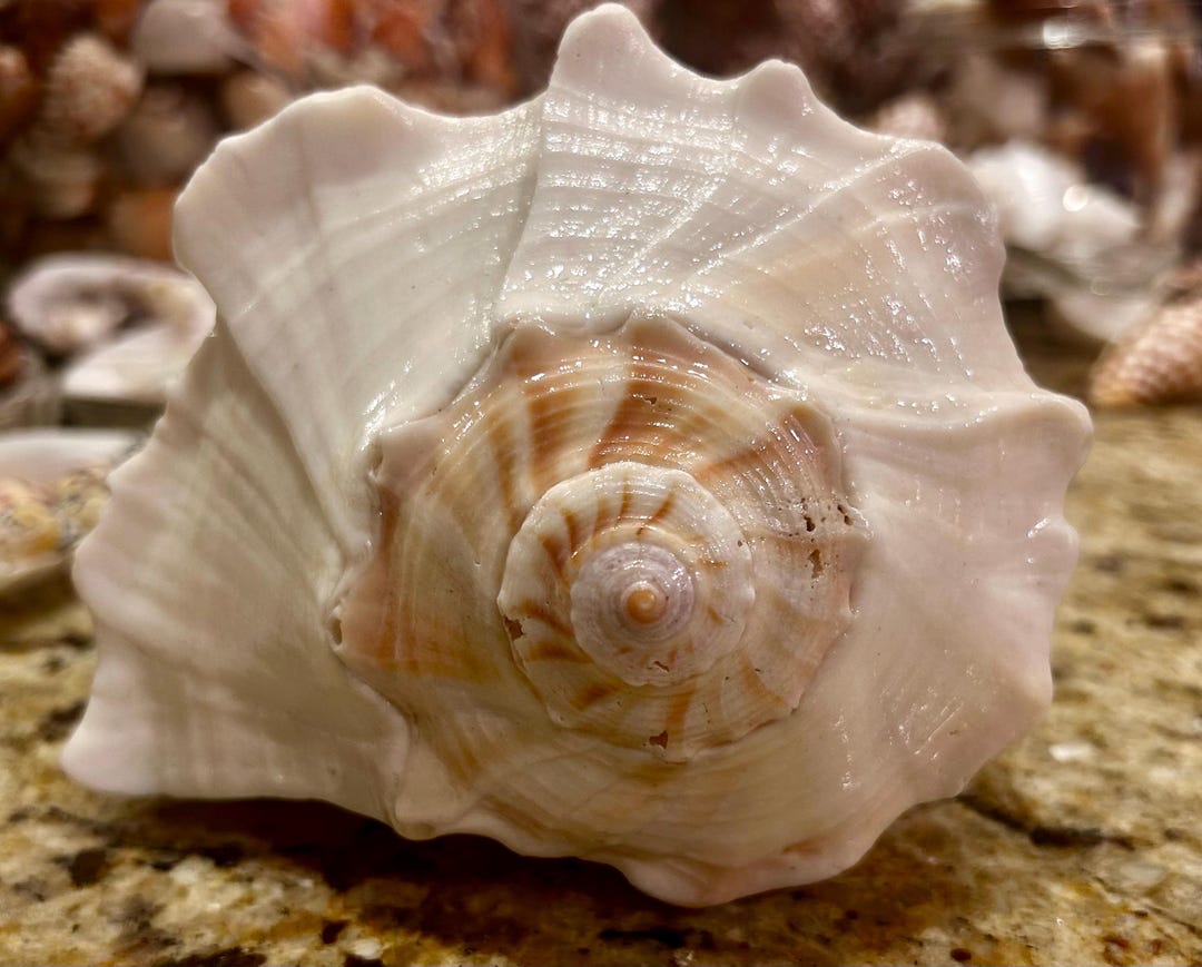 8 Inch Solid LIGHTNING WHELK Florida Seashells Collected on 10K Island ...
