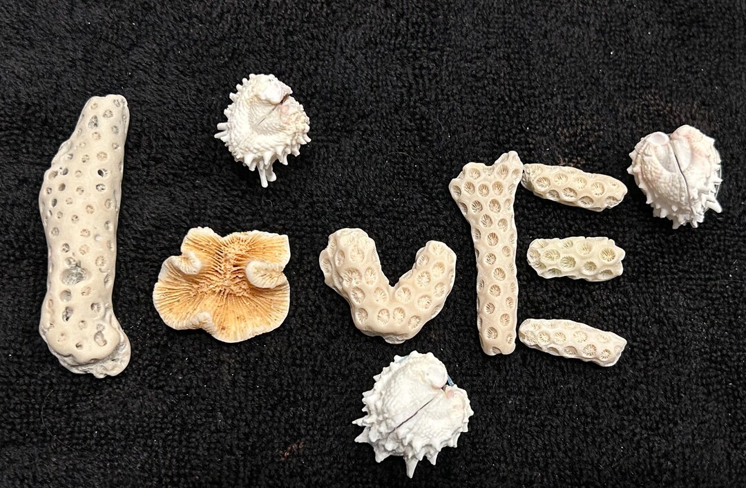 Rare* LOVE in Corals and Hinged Spiny Jewel Box Florida Seashell Shell ...